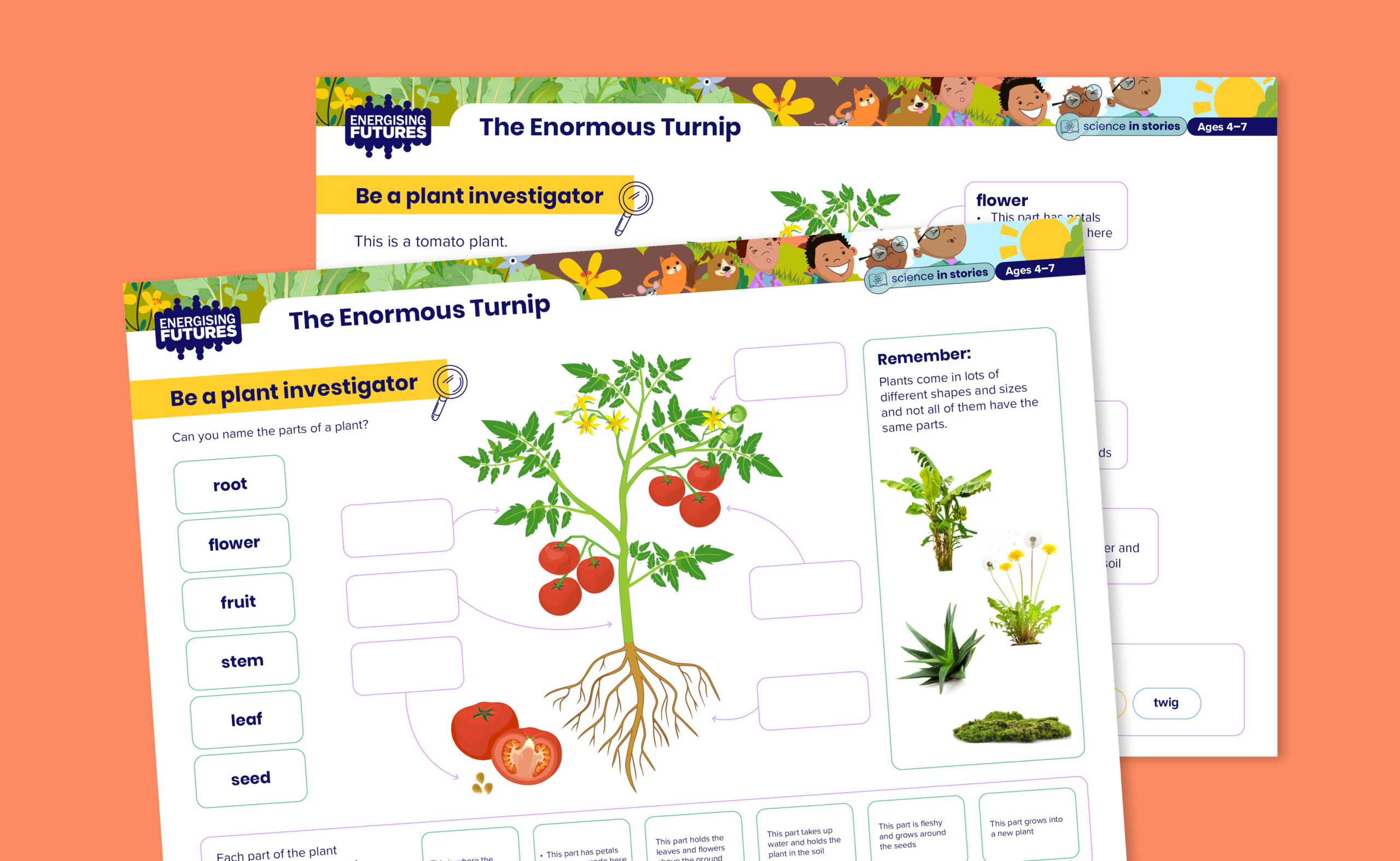 Parts of a plant poster | Energising Futures