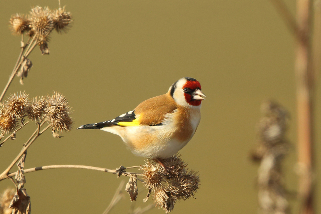 Animals (7-11) | Energising Futures