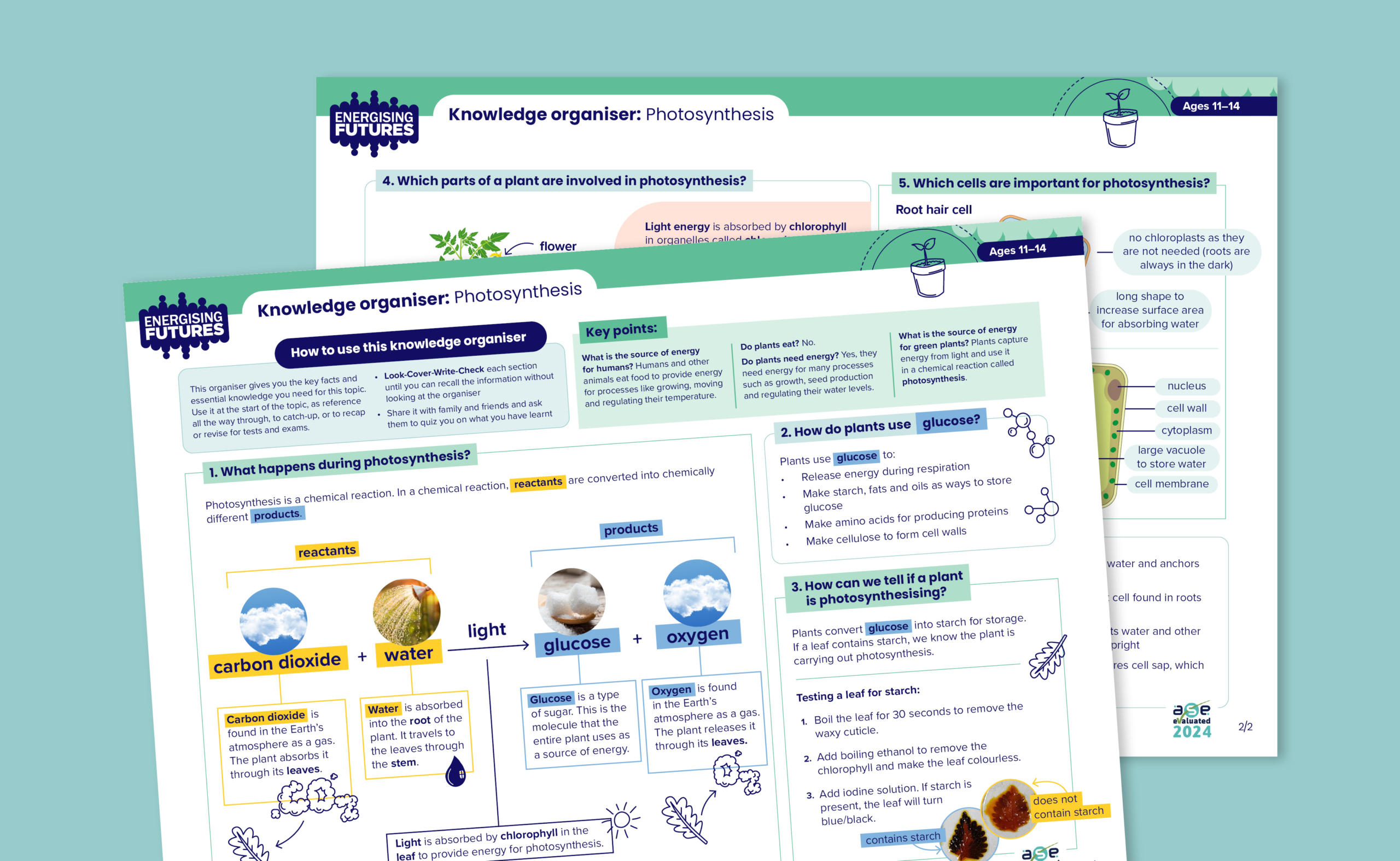 Photosynthesis knowledge organiser (11-14) | Energising Futures