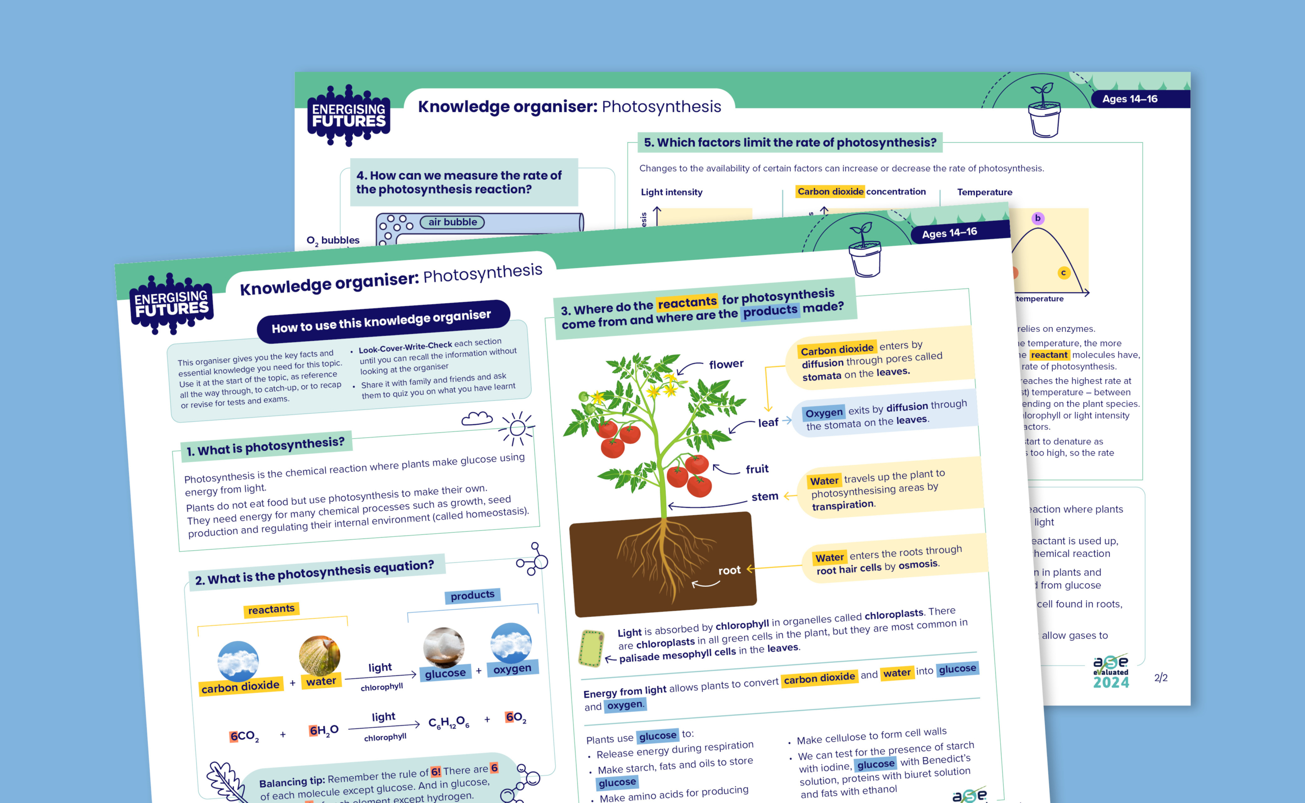 Photosynthesis knowledge organiser (14-16) | Energising Futures