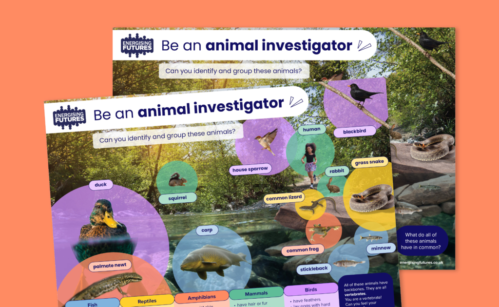 Identifying and grouping animals poster | Energising Futures