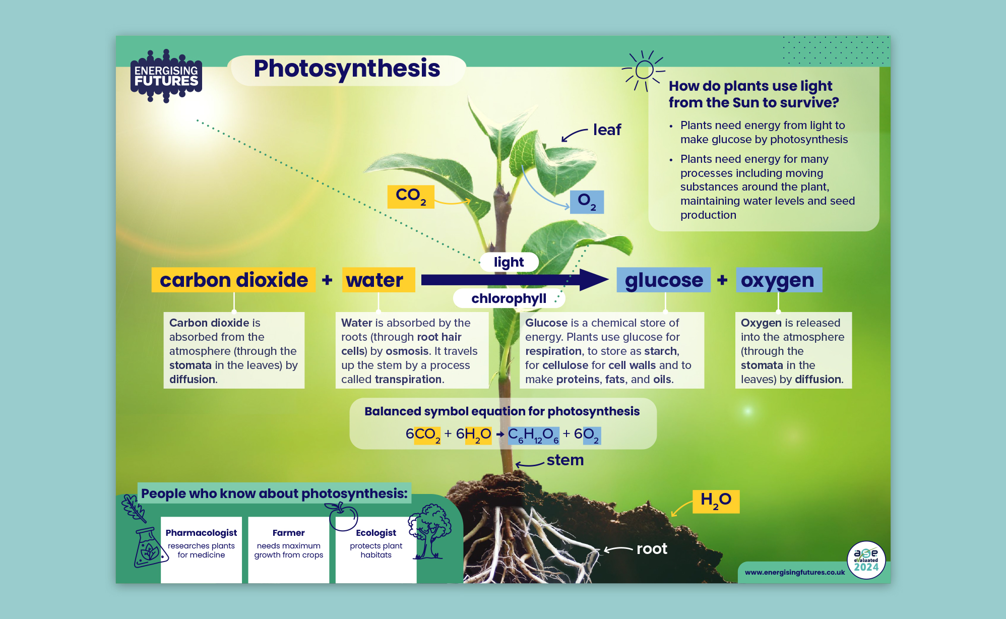 Photosynthesis poster | Energising Futures