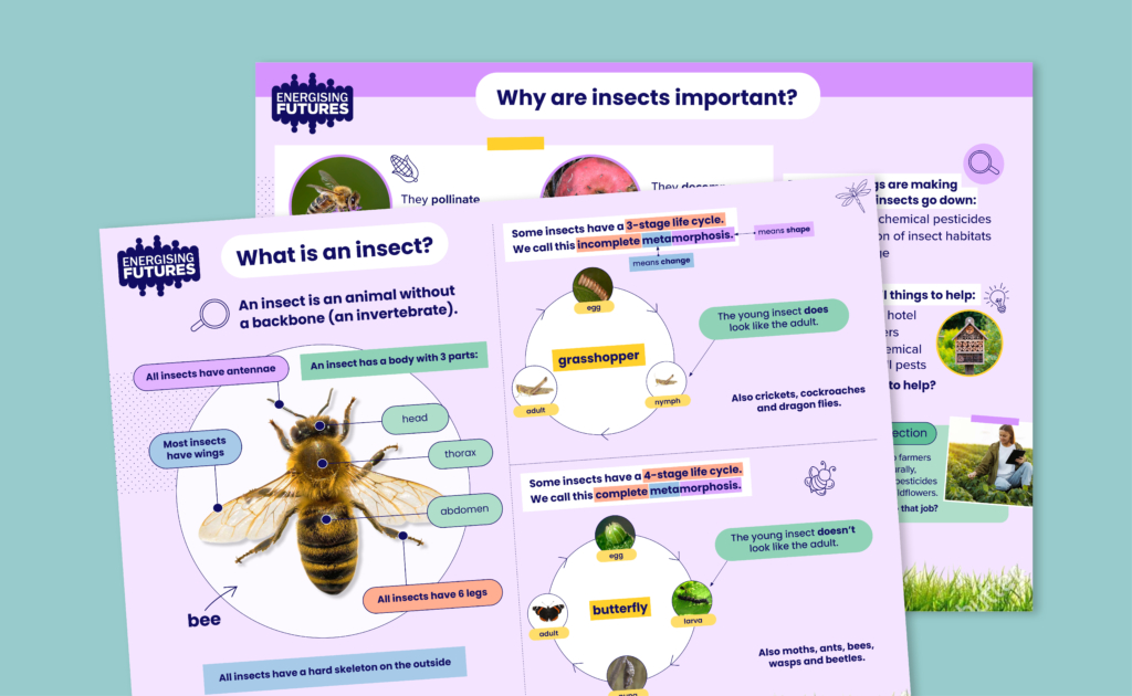 What is an insect? Poster (7-11) | Energising Futures