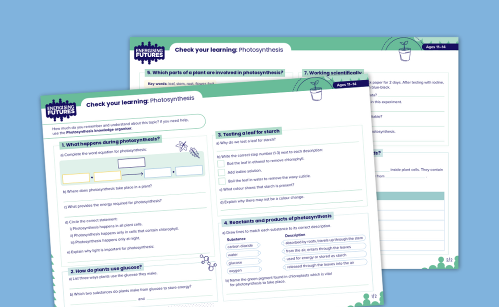 Photosynthesis check your learning | Energising Futures